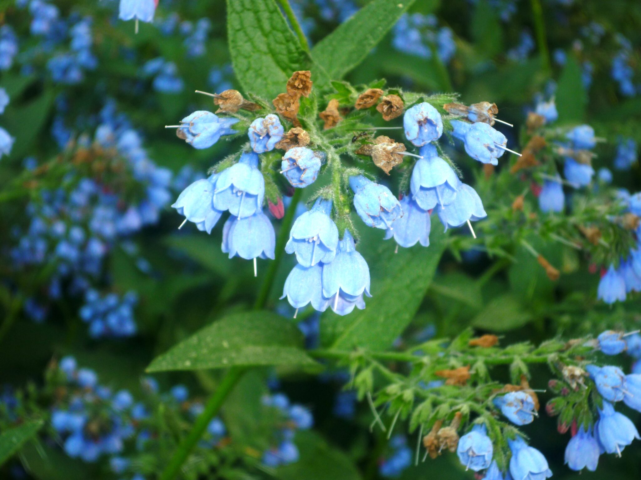 Comfrey Leaves - Herbology Herbs